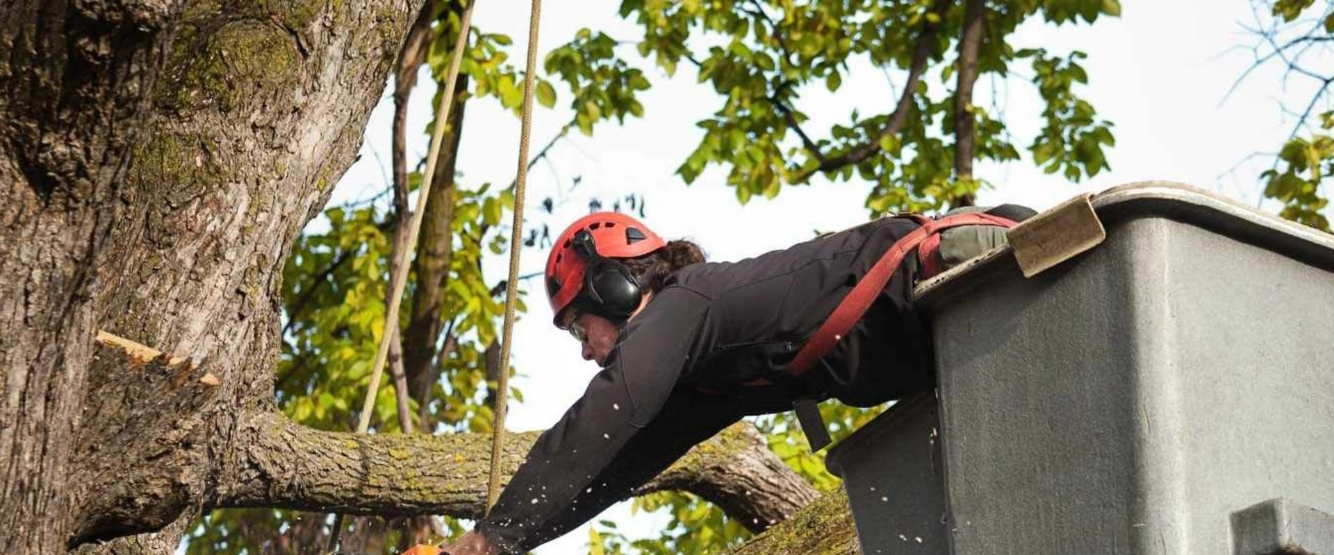 The Cost of Seasonal Tree Care Services: What You Need to Know