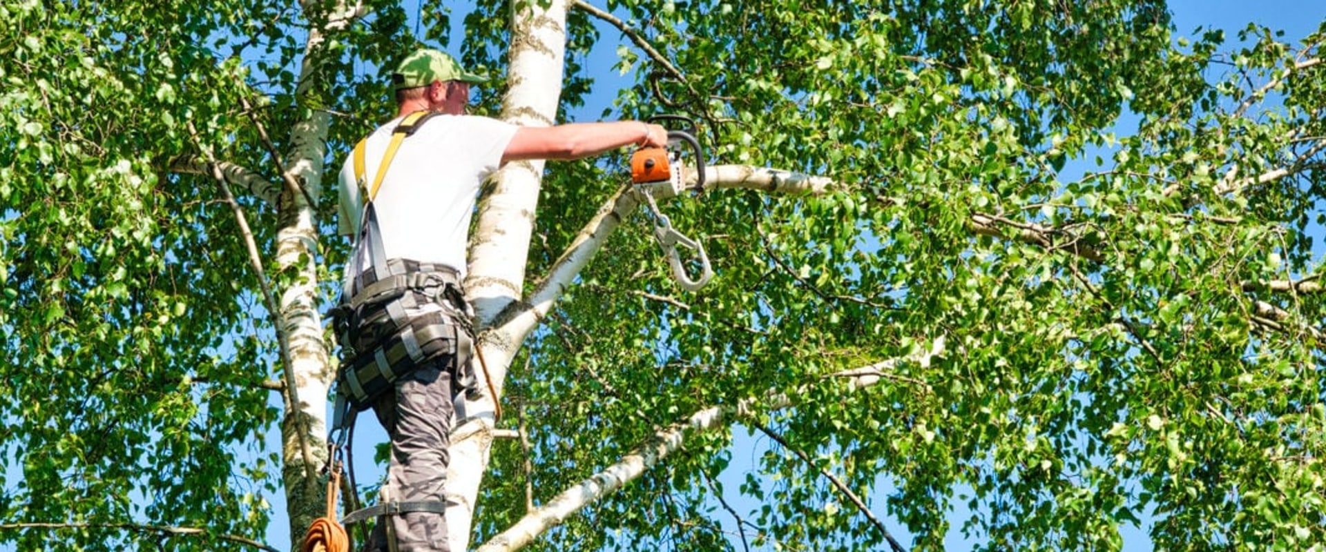 The Importance of Regular Tree Care Services