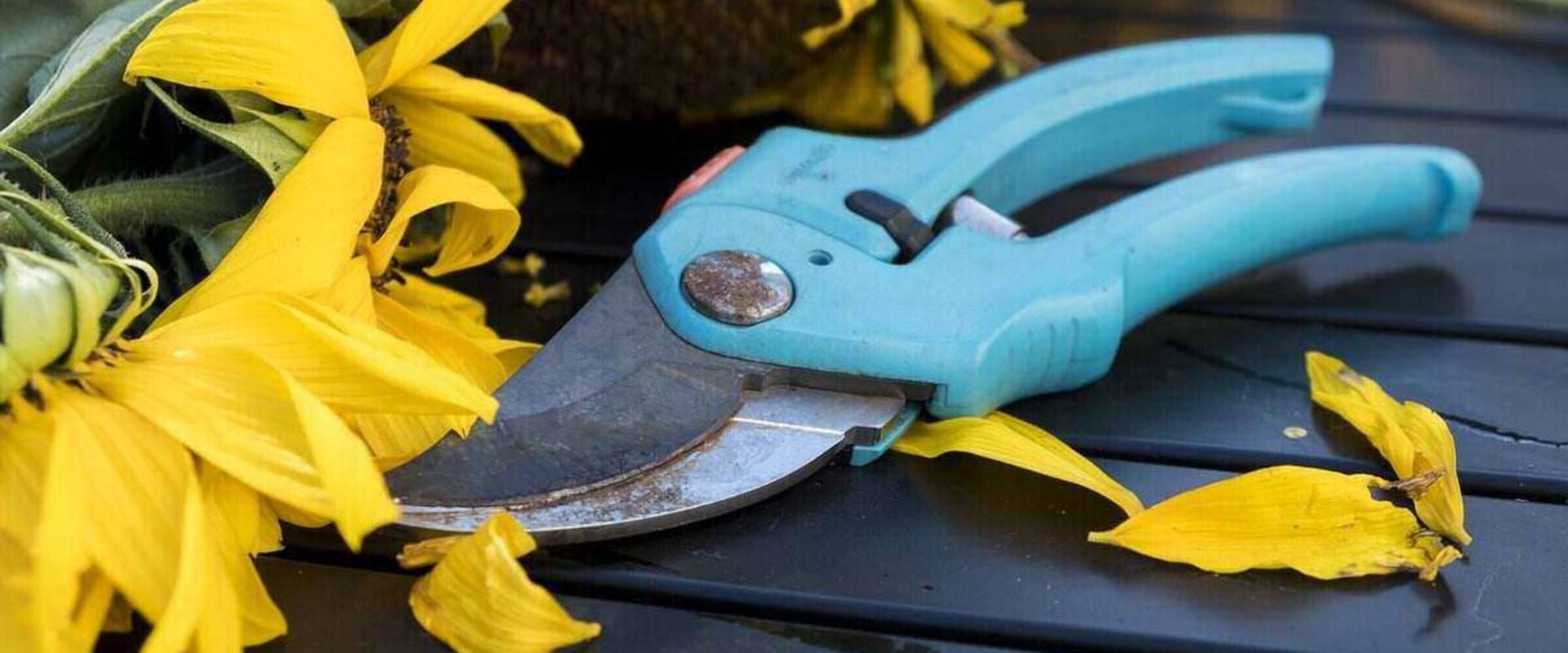 The Essential Tools for Seasonal Tree Care: A Professional's Perspective