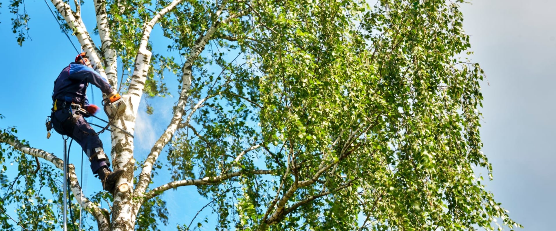 Year-Round Tree Care: How A Chester County Tree Service Can Keep Your ...