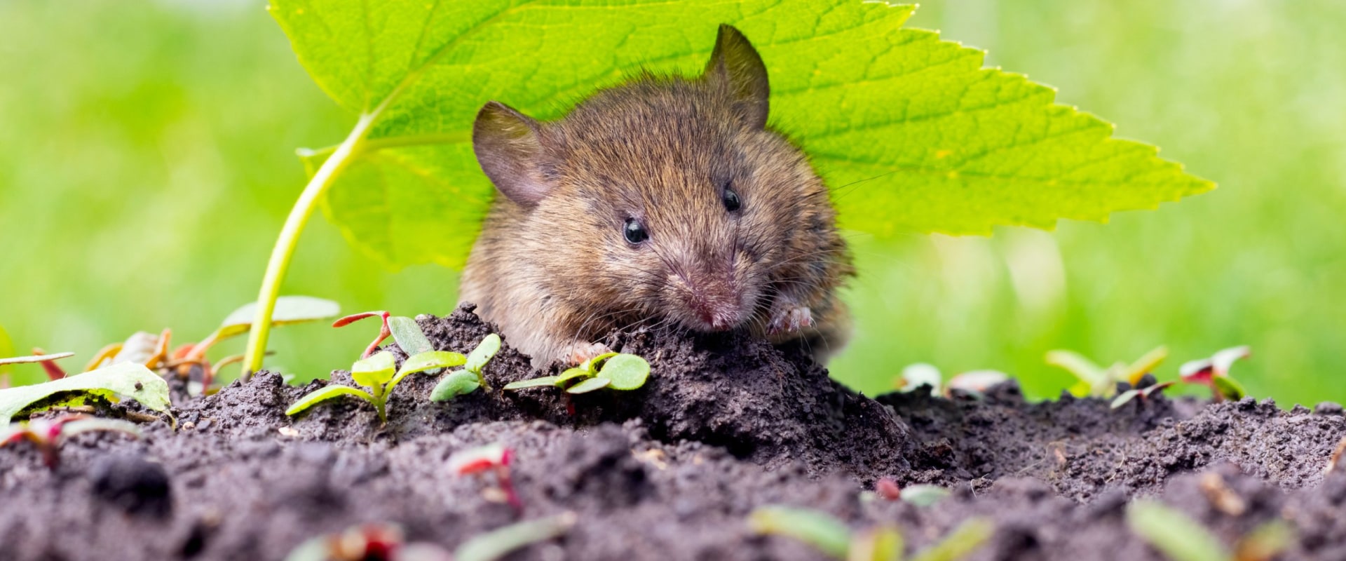 Rats And Roots: Why Combining Rodent Control Services With Seasonal ...