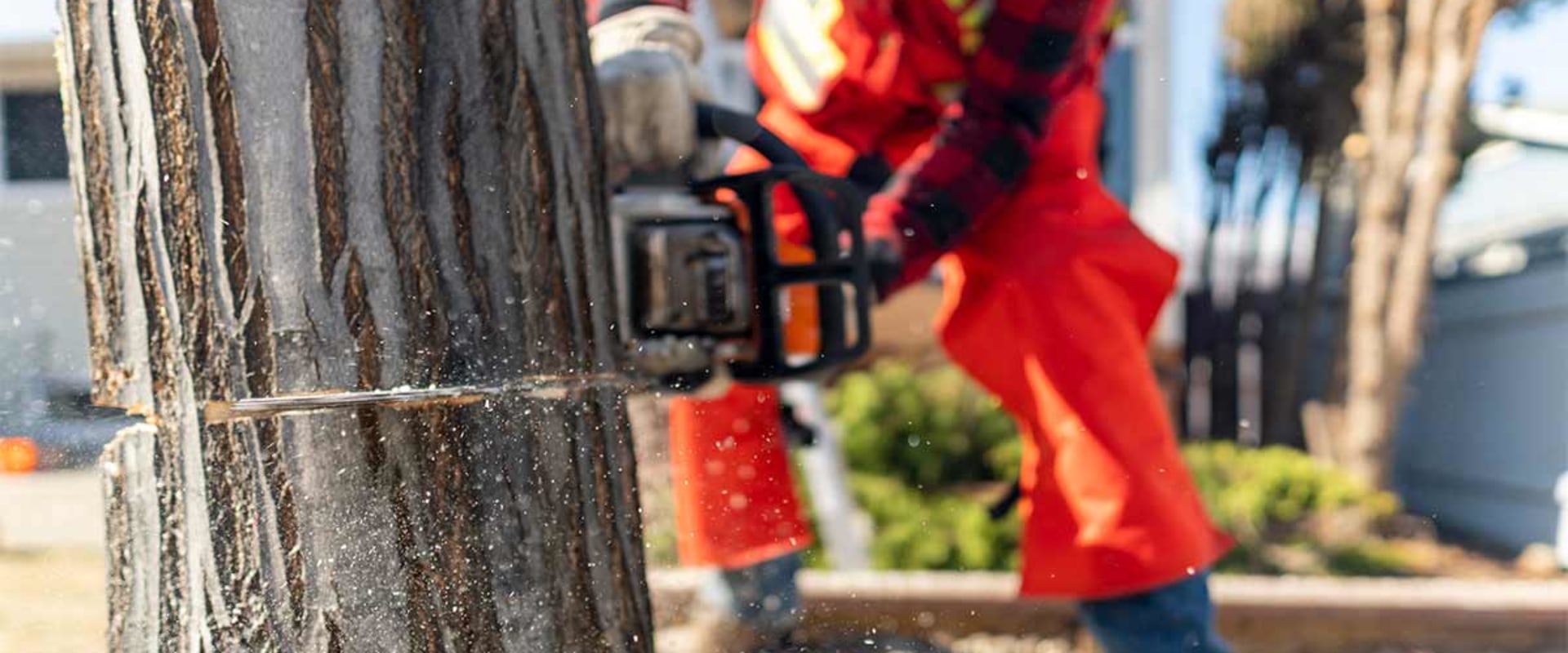 The Importance of Proper Seasonal Tree Care Services