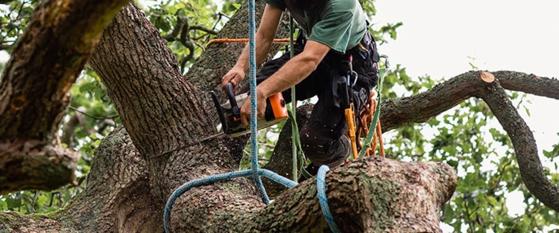 The Advantages of Hiring a Professional Tree Care Service